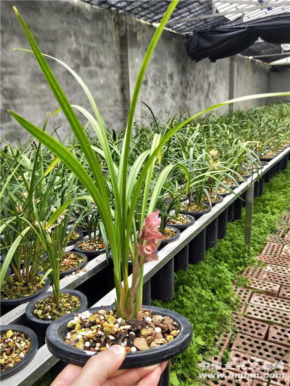 求红花荷苗 求红花荷树苗 红花荷树苗 大山谷图库