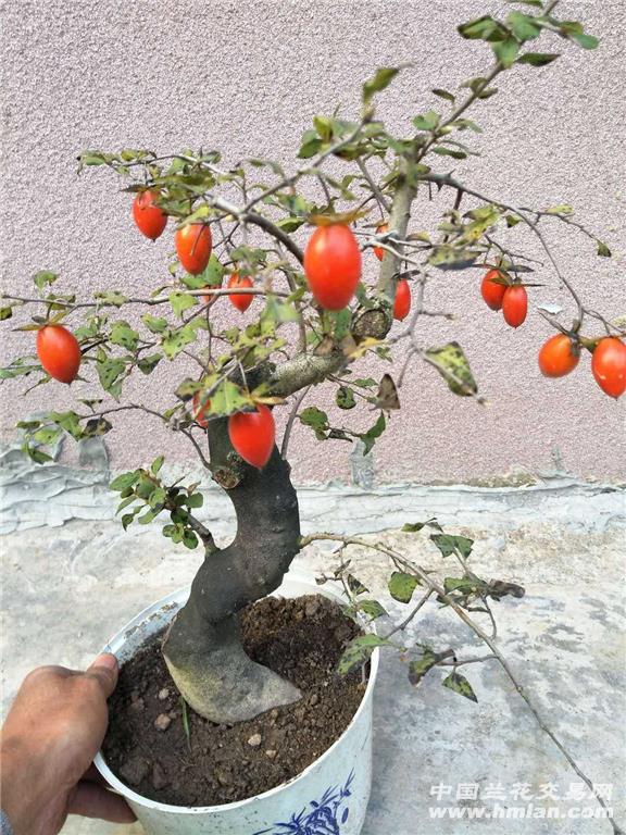 2万棵熟桩老鸦柿母桩盆景素材 其他花卉 兰花交易网论坛