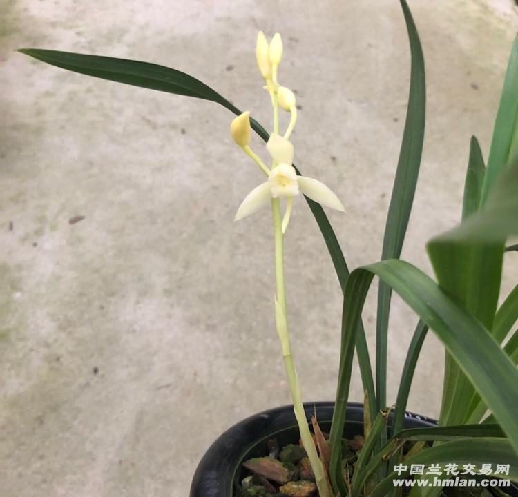 建兰皓雪介绍 建兰皓雪 建兰皓雪 第17页 大山谷图库